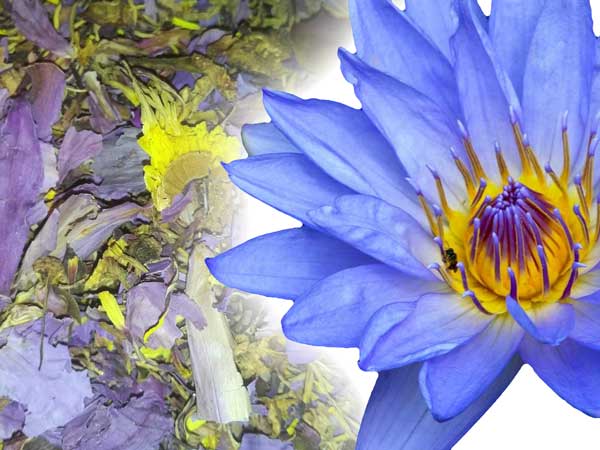 Buy Blue Lotus in Canada | Buy Blue Lotus USA | Blue Lotus Wholesale