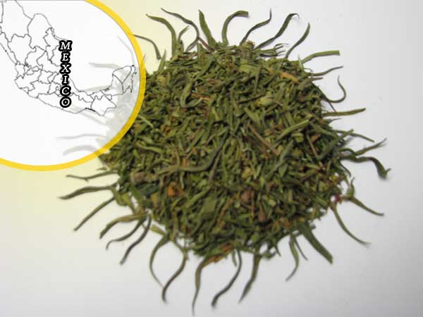 Buy Sinicuichi in Canada | Heimia Salicifolia | Wholesale Sinicuichi USA